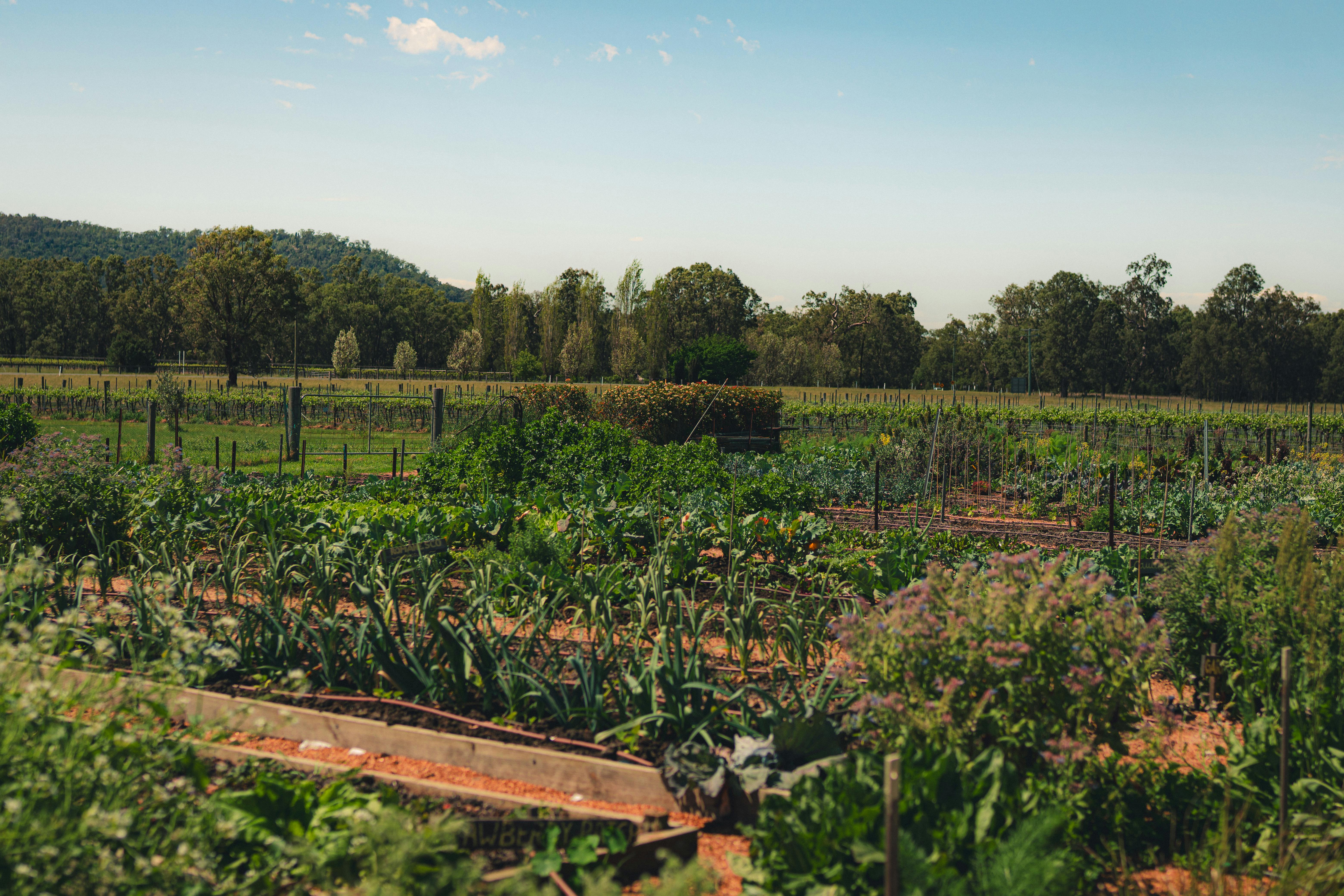 Margan Wines | Restaurant